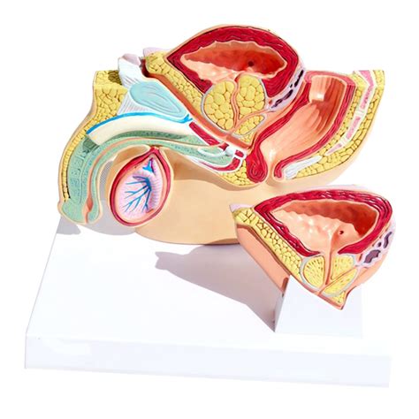 Buy K99 Bladder Anatomical Model Male Genital Organ Model Normal