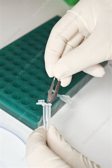 Protein Analysis Stock Image C0018726 Science Photo Library