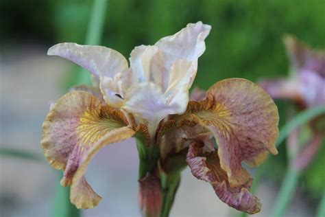 Iris Sibirica Jerry Murphy Passeur De Plantes