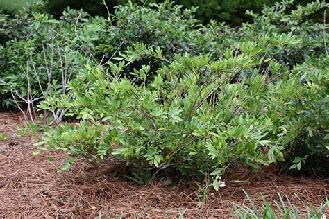 Cinnamon Girl Evergreen Distylium Distylium Piidist V In Issaquah
