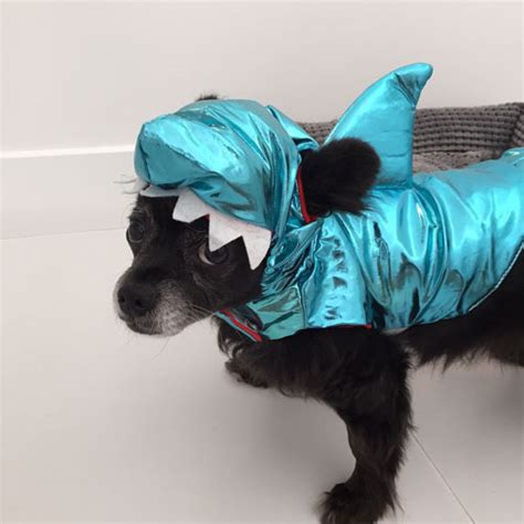 Dlisted Not A Dry Cumberbitch In The House Benedict Cumberbatch Thinks Sherlock Would Be A