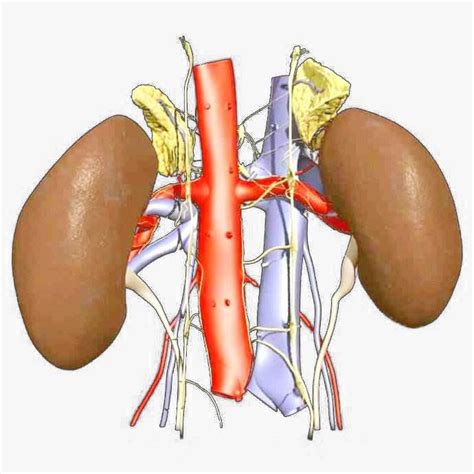 Common Diseases That Cause Uremia