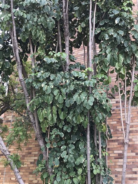 Polyscias Paniculata Botanical Realm
