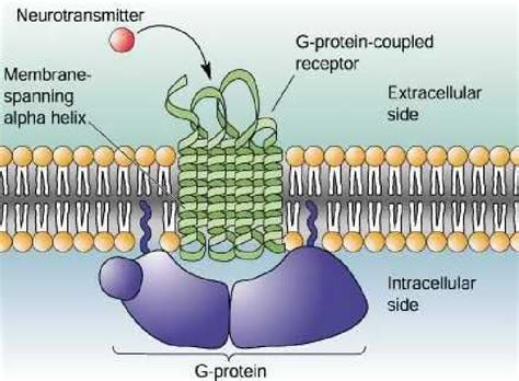 Figure 2 1 From Kernel Based Manifold Visualization Of Gpcr Sequences Semantic Scholar