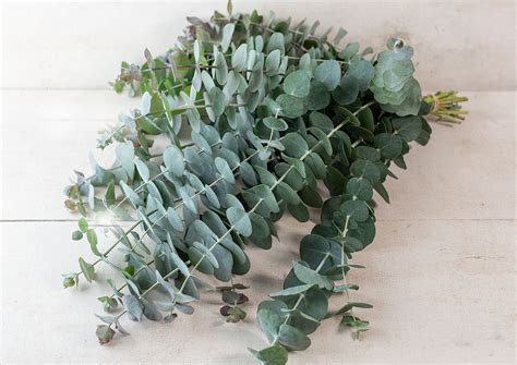 Eucalyptus Baby Blue Seeds - The SeedBox Shop | Flower and Veg Seed ...