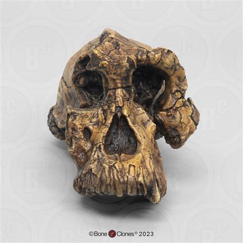 Australopithecus Anamensis Cranium Bone Clones Osteological Reproductions