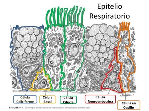 Histología Del Sistema Respiratorio 2015 1