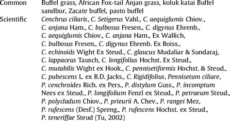 Buffel Grass Synonyms Download Table