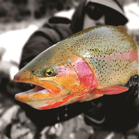 Jonathan Messinger Douglas Outdoors