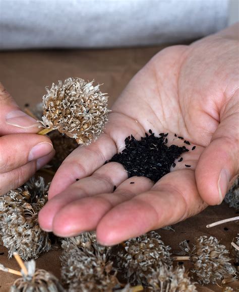 Accroître La Pollinisation Croisée Pour La Production De Semences Polyfly Flying Natural