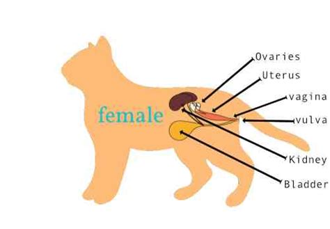 Something Is Sticking Out Of Your Cats Vagina What Is That