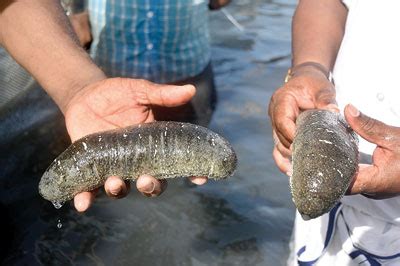 Northern Sea Cucumber Farmers In Chinese Joint Venture Soup Print