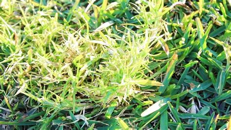 Controlling Invasive Grasses Effective Control Tips