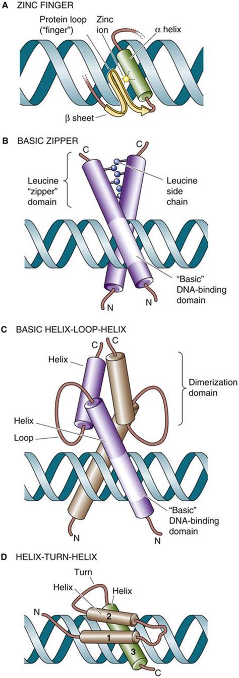 Transcription Factors