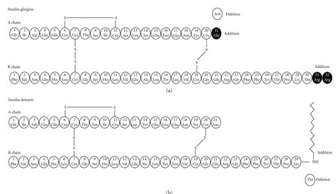 The Amino Acid Structure Of Insulin Glargine And Detemir
