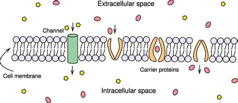 Transmembrane Transport Proteins This Diagram Illustrates Two Types Of