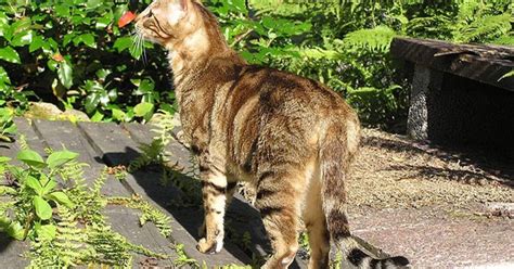 Sokoke Cat Breed Information And Pictures Petguide Petguide