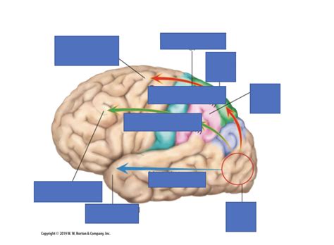 Parietal Premotor Connections Diagram Quizlet
