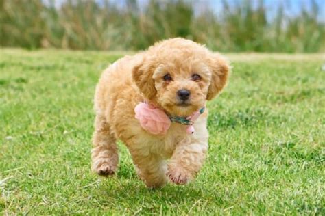 10 Best Cockapoo Breeders 2025 Updated