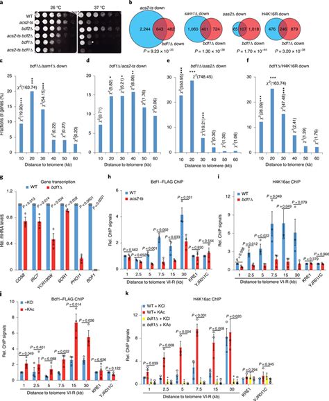 Acetate Enhances The Binding Of Bdf1 At Subtelomeric Regions A