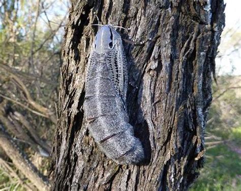 Flightless Female Moths