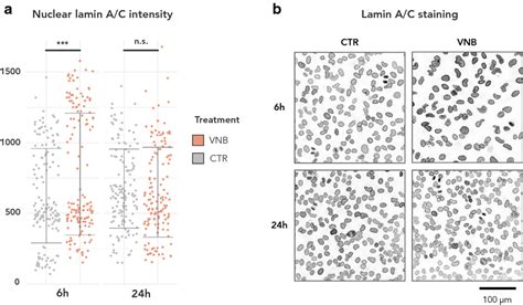 Quantitative Immunofluorescence Reveals Nuclear Accumulation Of A Type