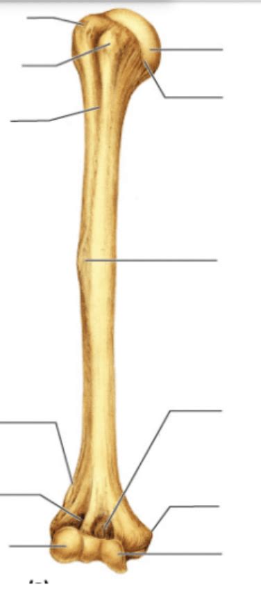 Humerus Diagram Quizlet