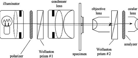 118 Nomarski Or Differential Interference Contrast Dic Microscopy
