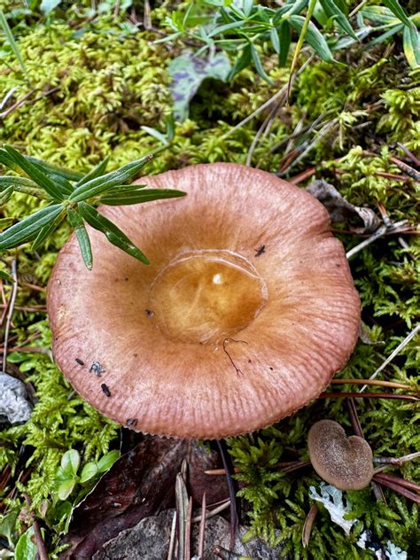 Im A Fun Guy Album On Imgur