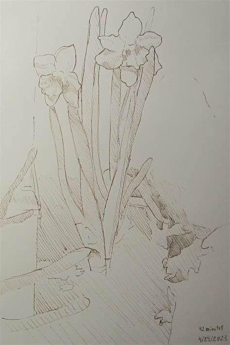 Sketch Of Daffidil 3 2023 — Weasyl