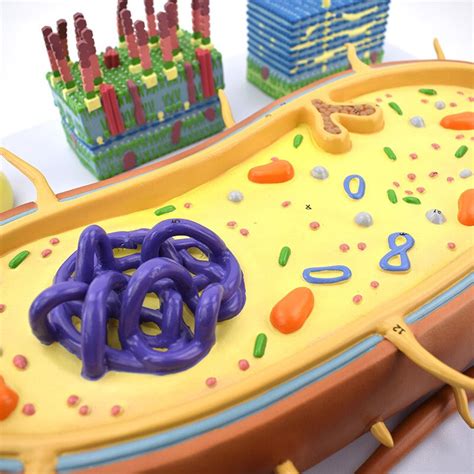 Bacterium Model Set