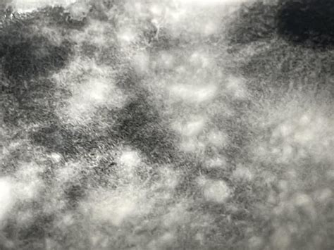 General Im New And Looking For Good Examples Of Agar Plates That Are