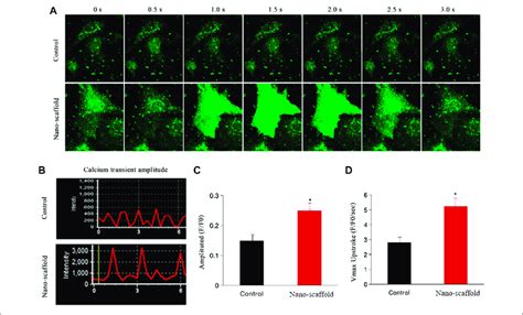 Calcium Transient Was Assessed In Ipsc Cms Cultured On Nanofibrous Download Scientific