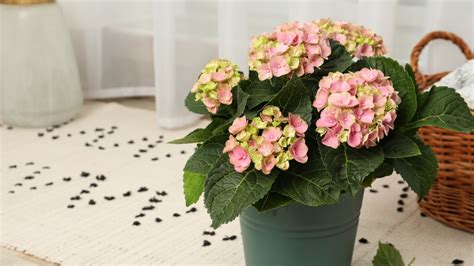 How To Winterize Potted Hydrangeas In 7 Steps