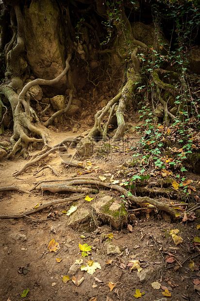 一棵树的根照片棕色植物学阴影木头地面叶子绿色黄色植物高清图片下载 正版图片320974008 摄图网