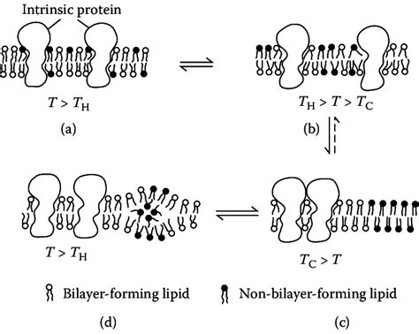 38 Illustration Of The Lipid Phase Separation Model For Low Temperature Download Scientific