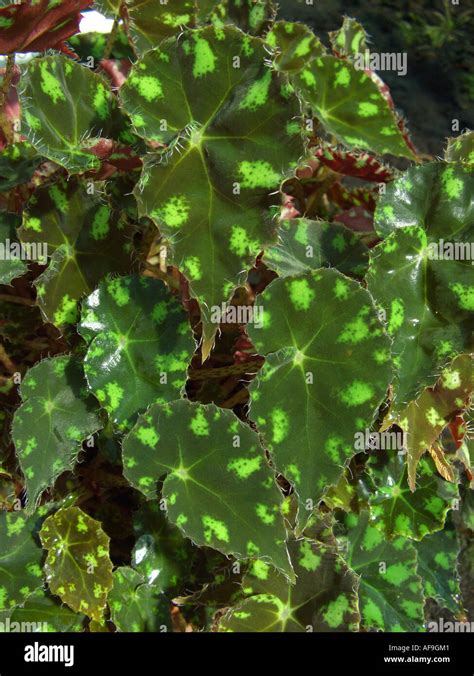 Eyelash Begonia Tiger Paw Begonia Begonia Bowerae Leaves Stock