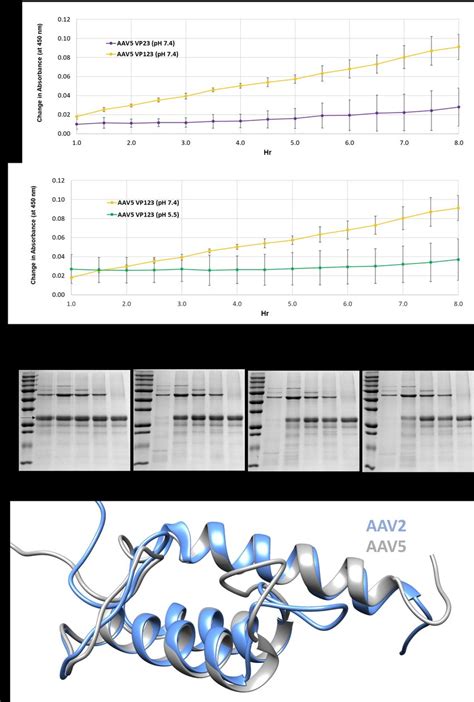 Protease Activity Is Vp1 And Neutral Ph Dependent A Colorimetric