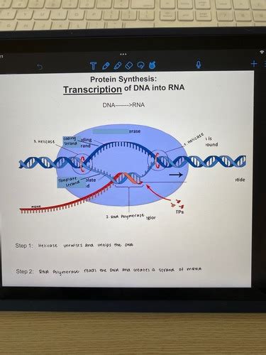Unit 7 Inheritance Of Traits Flashcards Quizlet