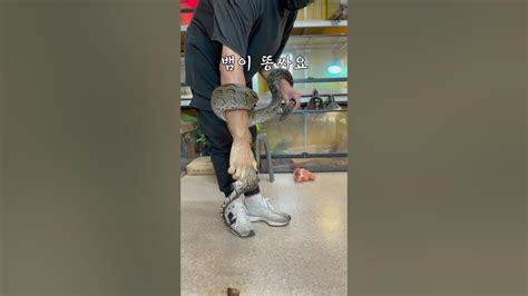 뱀이 똥싸요 뱀 똥 뱀뱀 Youtube