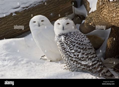 Female Snowy Owls