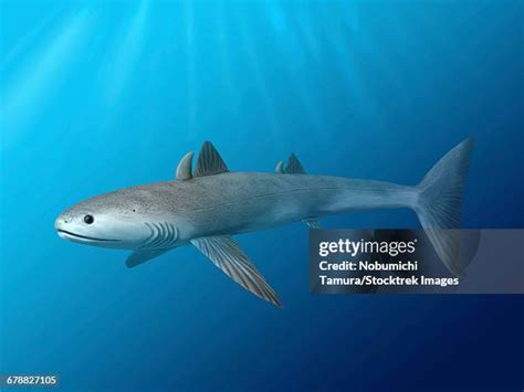 162 Shark Side View High Res Illustrations Getty Images