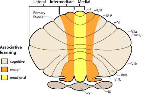 Cerebellar Vermis Function