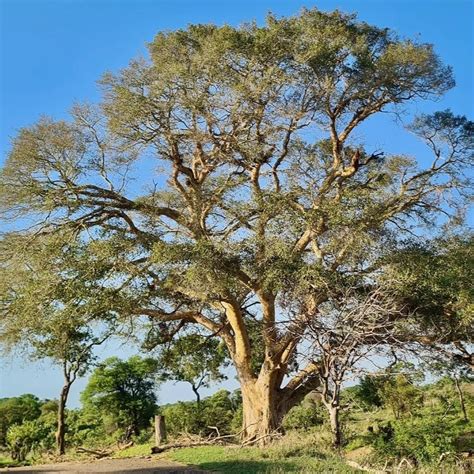 Ficus Sycomorus Sycamore Fig