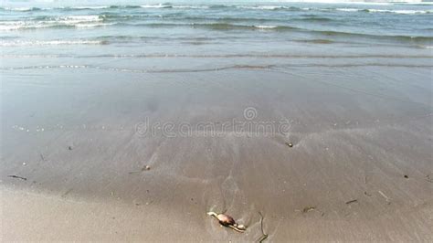 Crab Carcass On Sand Beach Being Pushed By Waves Stock Footage Video