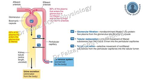 Glomerular Filtration Rate Renal Blood Flow Pdf