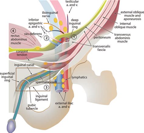 Inguinal Canal Borders