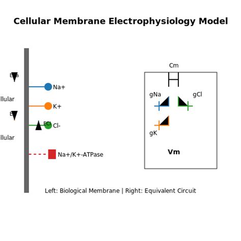Patch Clamp Techniques In Bioelectronics Tutorials On Electronics