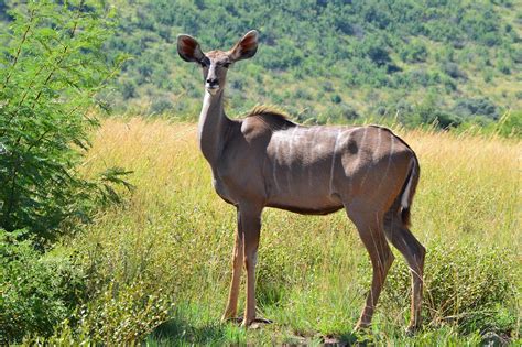 7000 Free African Kudu And Kudu Images Pixabay