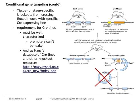 biosci d145 lecture 8 bruce blumberg ppt download